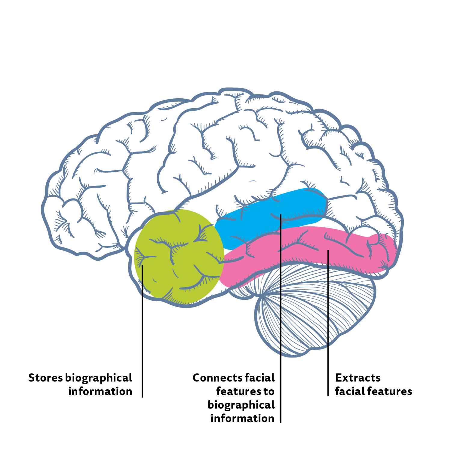 Memory | WELLNESS OPTIONS