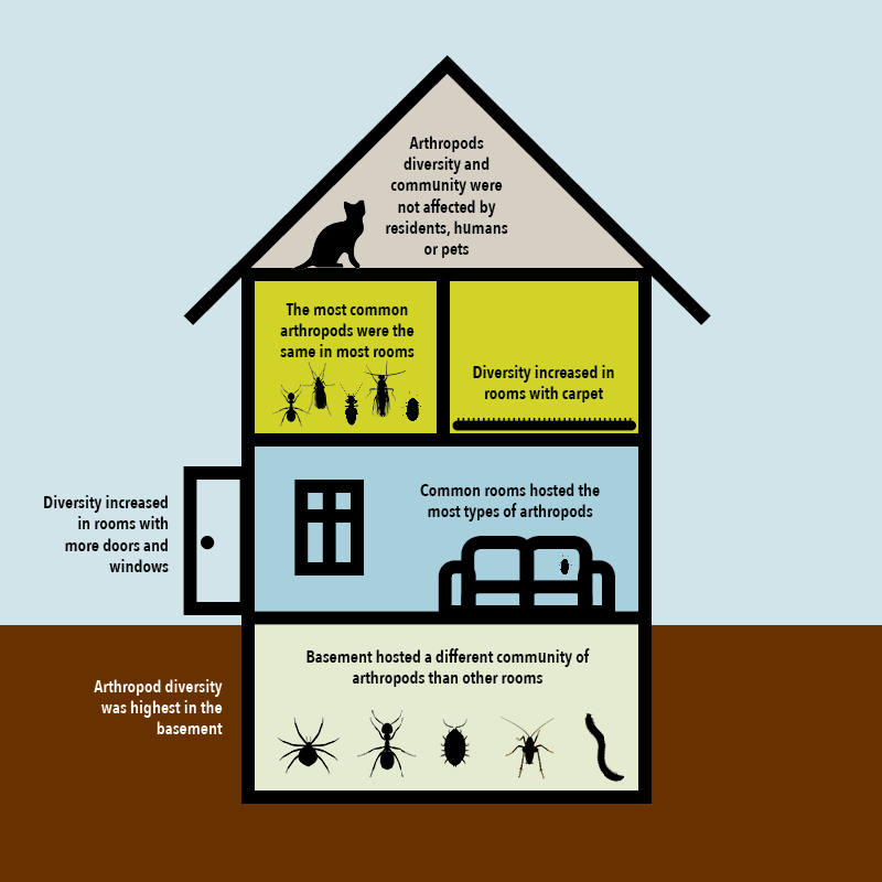 Household insects choose their rooms too | WELLNESS OPTIONS